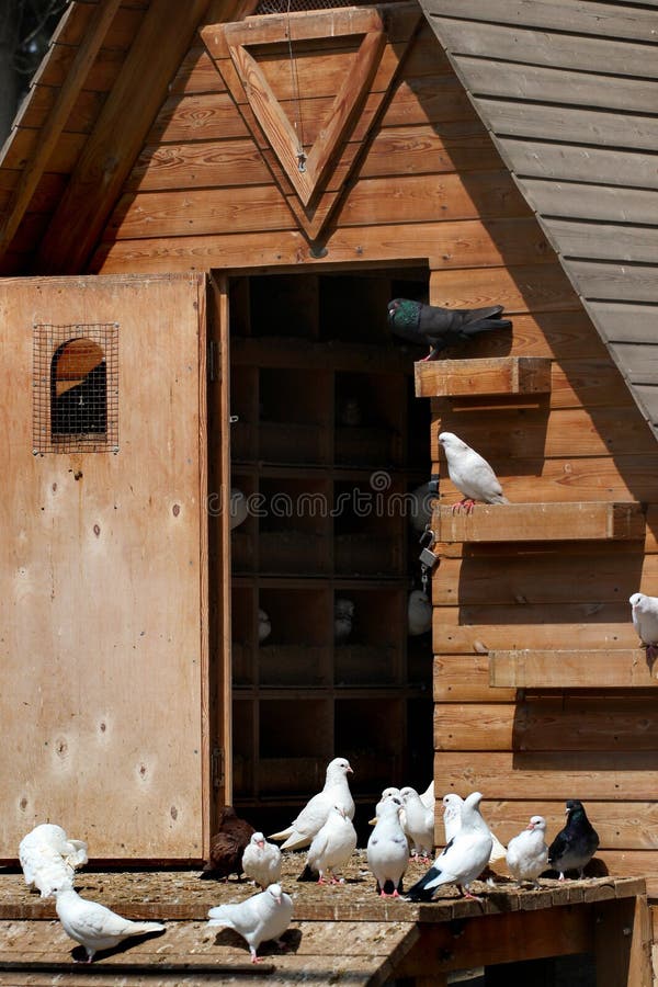 Wooden Dovecot with White and Black Pigeons Stock Photo - Image of home ...