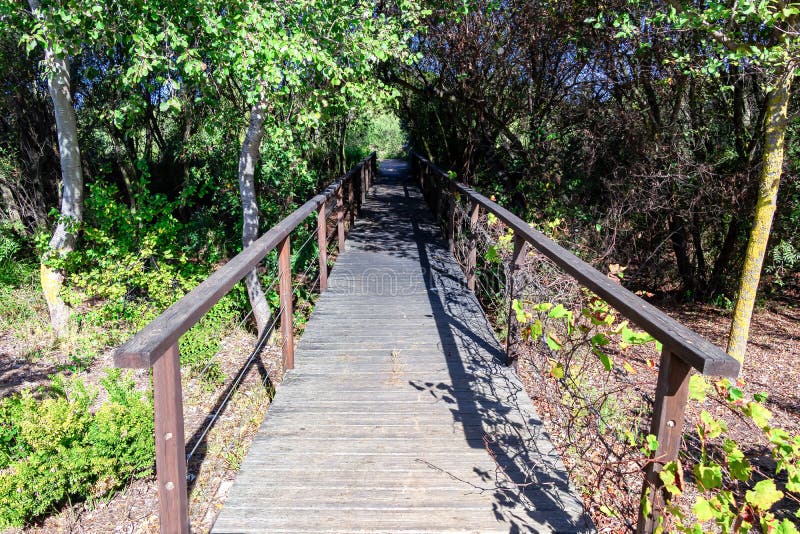 Wooden Elevated Pathway in Woodland Nature Park Stock Image - Image of ...