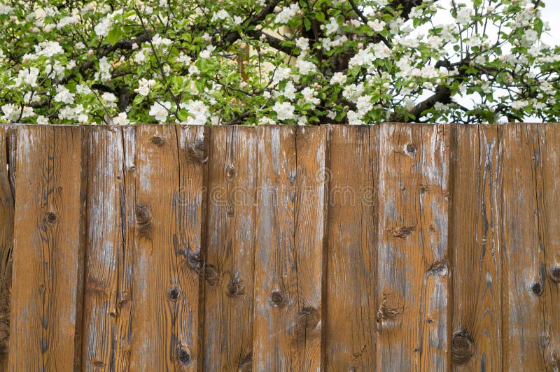 Wooden Fence and Blooming Tree Stock Image - Image of texture, full ...