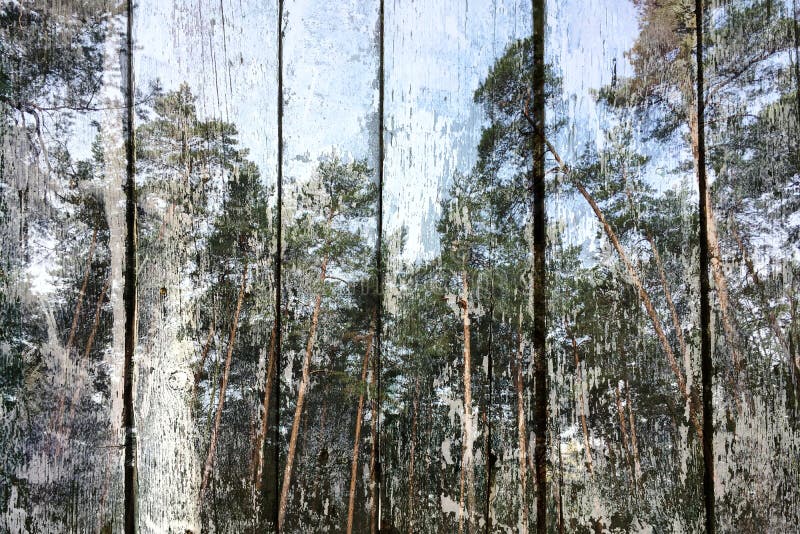 Multiple Exposure Effect on Wooden Texture and Tree Silhouette Stock ...