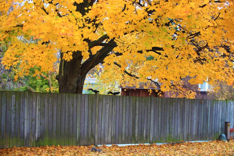Wooden Fence with Fall Colored Leaves in the Backg Stock Image - Image ...
