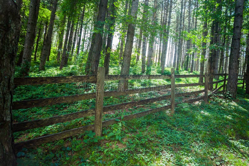 Wooden fence in forest stock photo. Image of greenery - 38872262