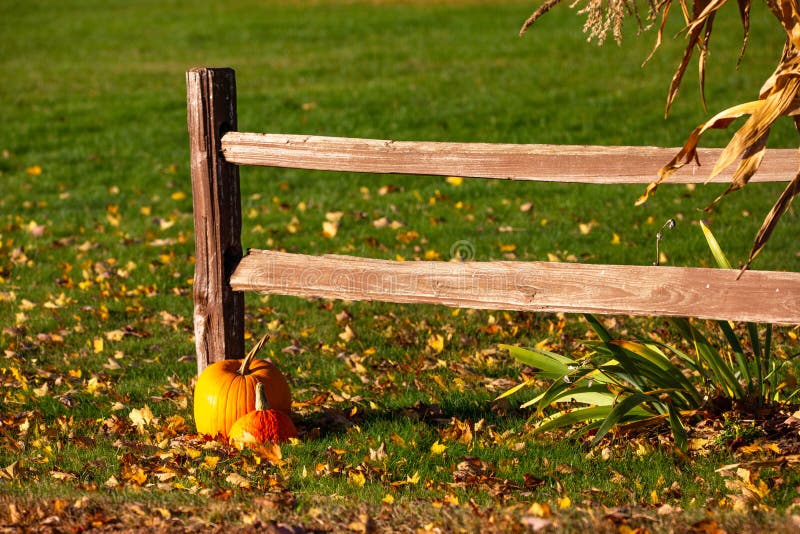 Wooden Fence with Pumpkins on the Ground Stock Photo - Image of fence ...