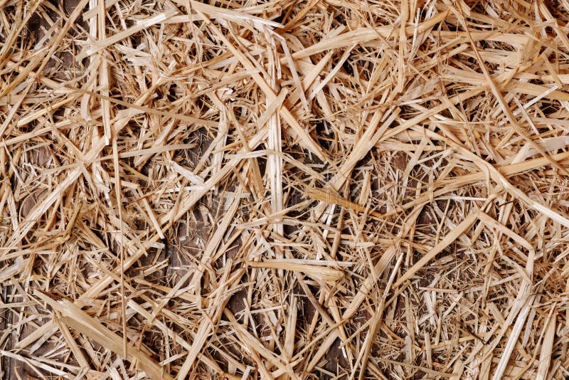 Wooden Floor Background and Straw Stock Image - Image of floor, plant ...