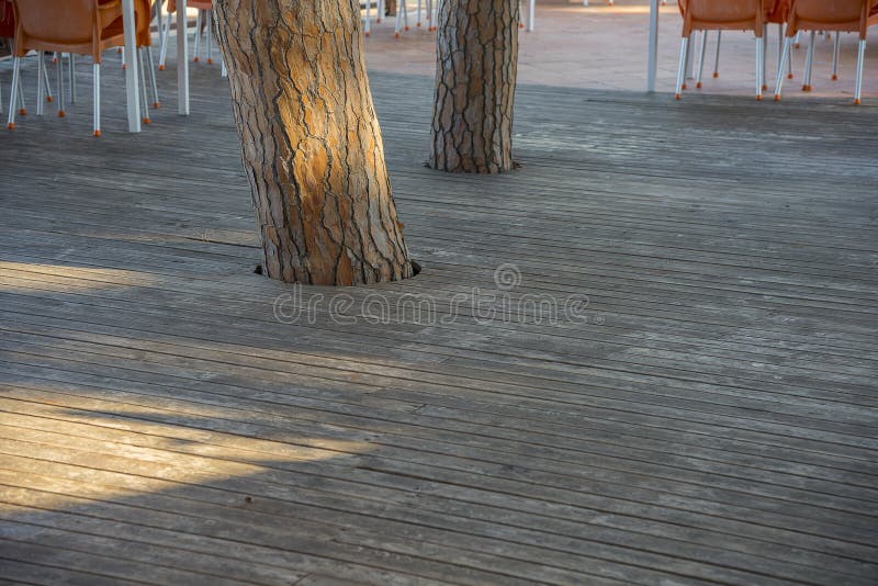 Wooden Floor Outdoor Around Spruce Trees Stock Image - Image of green ...