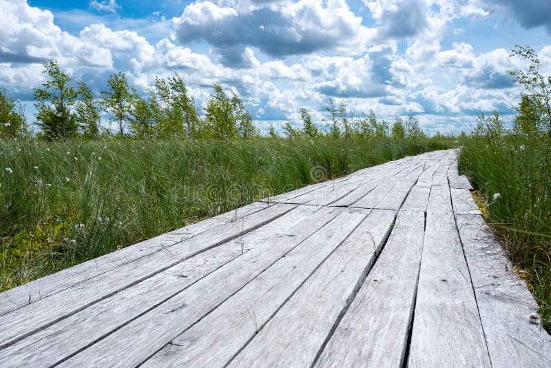 Wooden Flooring-path on the Surface of the Swamp, Going Beyond the ...