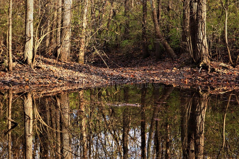 Wooden Flooring among the Trees in the Autumn Forest Stock Image ...