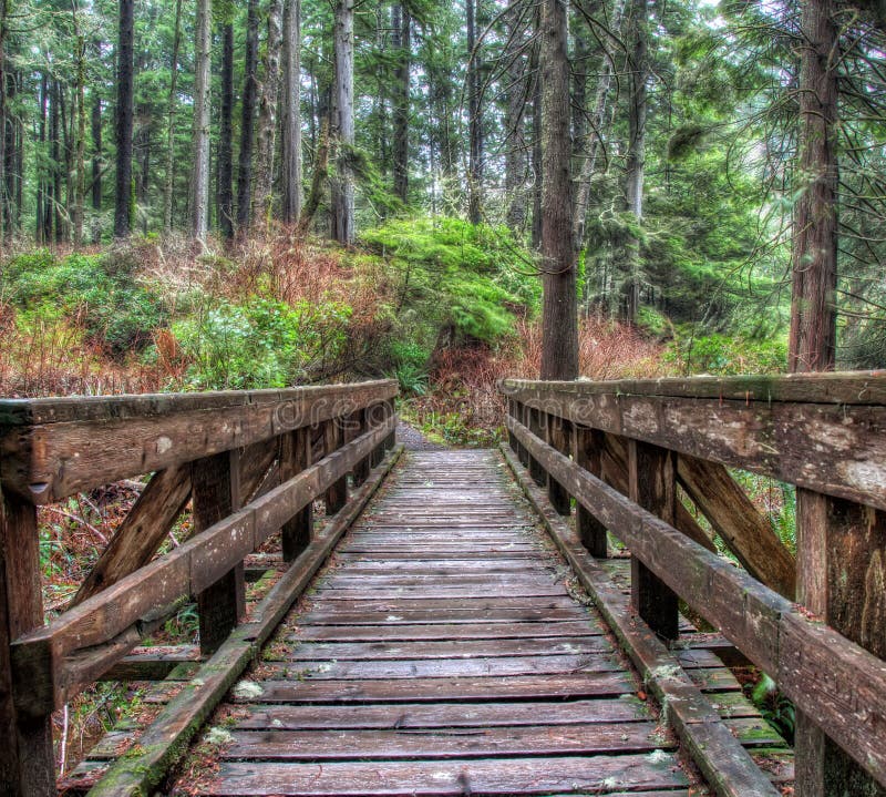 Wooden Foot Bridge Along Trail in Forest Stock Image - Image of hike ...