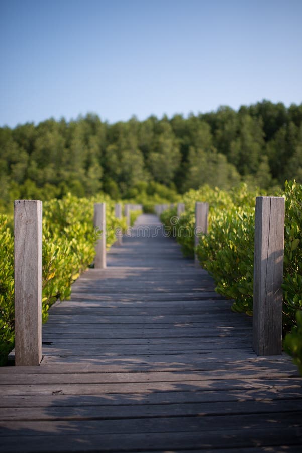 Wooden Foot Path through Forest Stock Photo - Image of outdoors, bridge ...