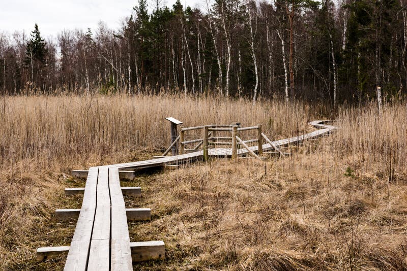 Wooden Footbridge in the Bog Stock Photo - Image of pine, design: 91059392