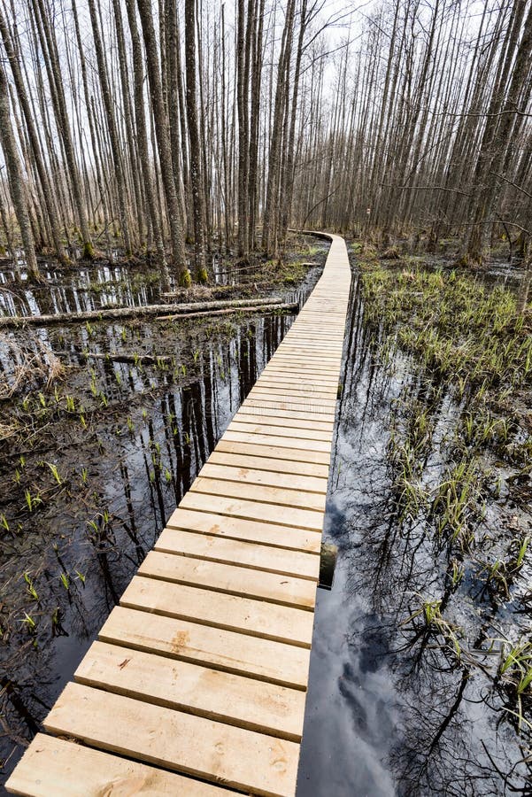 Wooden Footbridge in the Bog Stock Photo - Image of hardwood ...