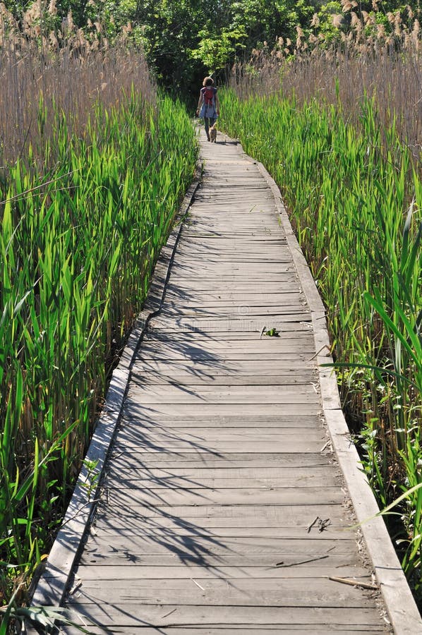 Wooden footpath stock photo. Image of outdoor, nature - 25014854