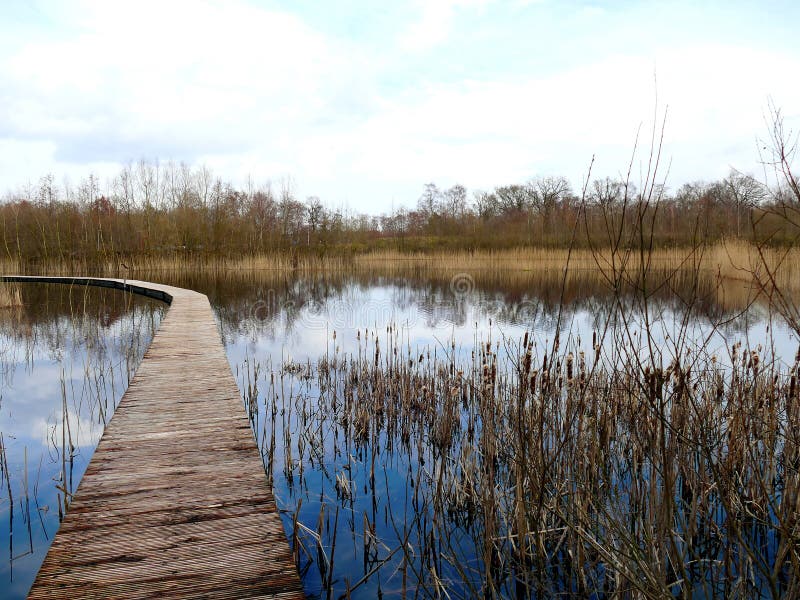 Wooden Footpath through Bioreserve Stock Image - Image of adventure ...