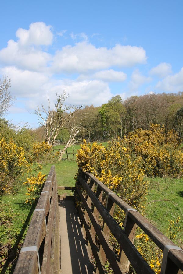 Wooden Footpath Bridge Gorse Bushes Countryside Stock Image - Image of ...