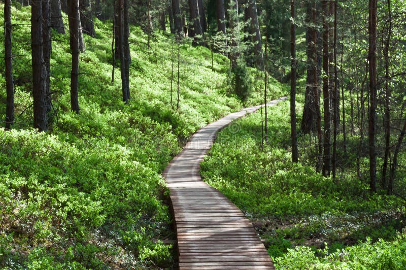 Wooden footpath in forest stock photo. Image of green - 20077114