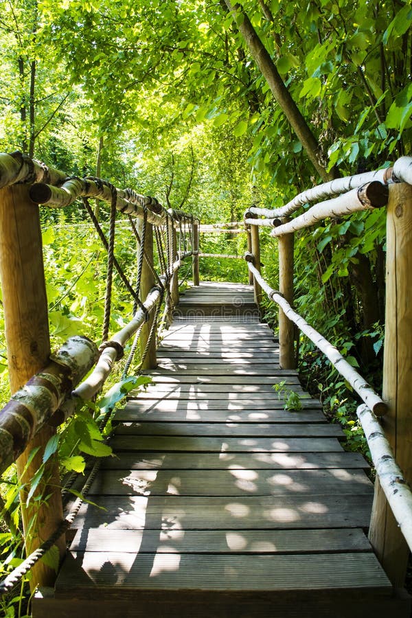 Wooden Footpath in Forest stock photo. Image of board - 148825854