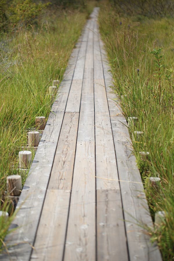Wooden Footpath in Marshland Stock Photo - Image of path, nature: 59990262