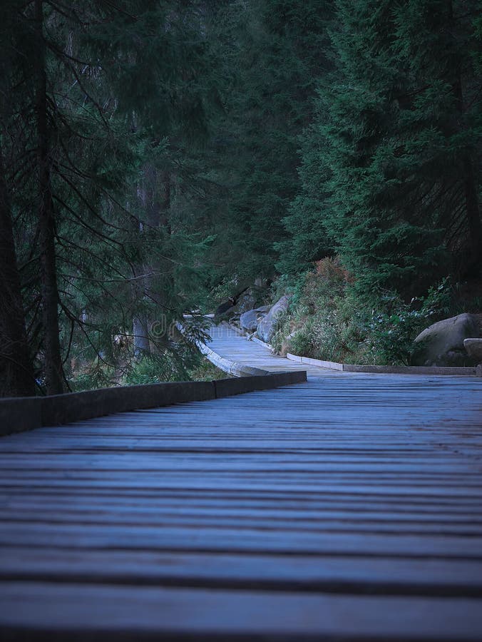Wooden Forest Path in Black Forest, Germany Stock Photo - Image of ...