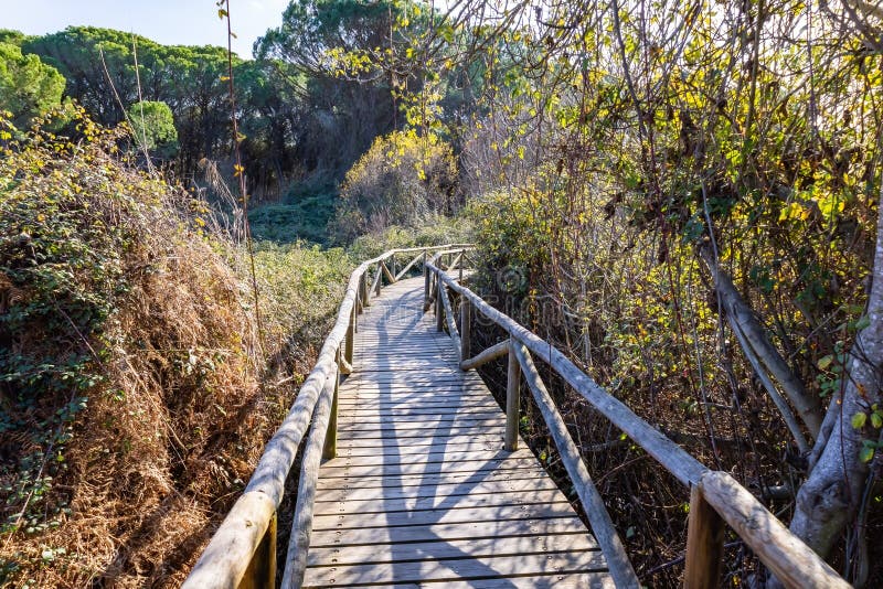 Wooden Forest Path with Railings Over a River Stock Image - Image of ...