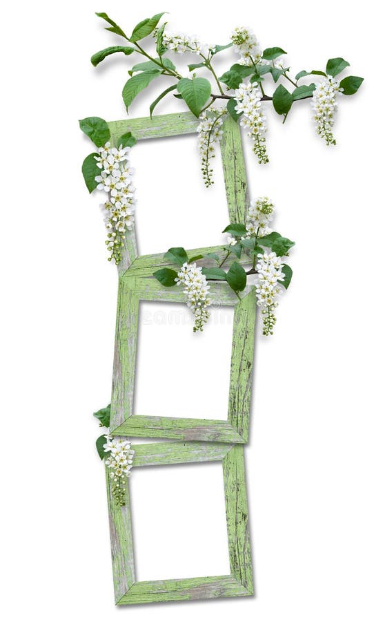 Wooden Frame with Branches of Bird Cherry Stock Photo - Image of ...