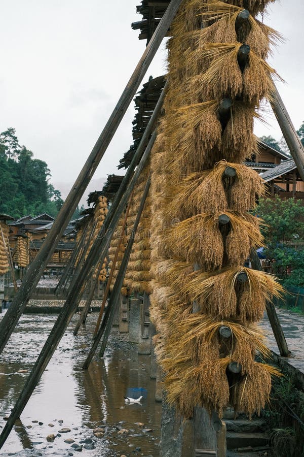 A Wooden Frame Full of Rice Stock Image - Image of agriculture, wood ...