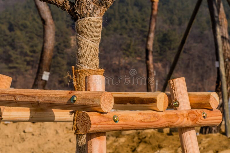 Tree Support stock photo. Image of flora, juvenile, course - 1386588