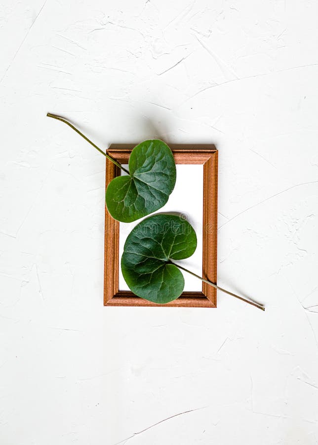 Wooden Framework,green Leaf on White, Top View Stock Photo - Image of ...