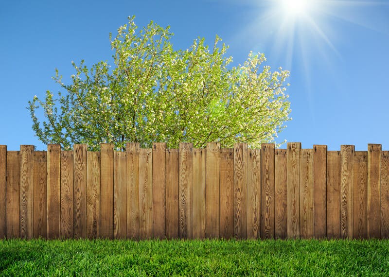 Wooden Garden Fence at Backyard and Bloom Tree in Spring Stock Image ...