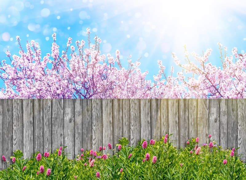 Wooden Garden Fence at Backyard and Blooming Tree in Spring Stock Image ...