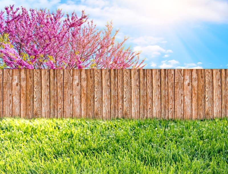 Wooden Garden Fence at Backyard and Blooming Tree in Spring Stock Photo ...