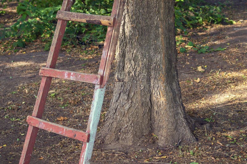 Wooden Garden Ladder Leaning Against a Tree in the Park. Down View ...