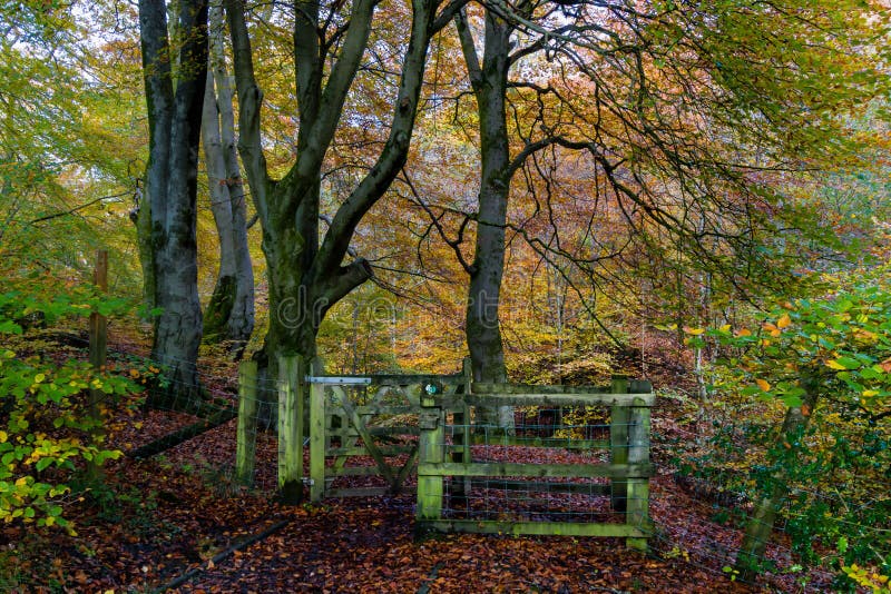 Wooden Gate in a Forest in the Fall Stock Image - Image of season ...