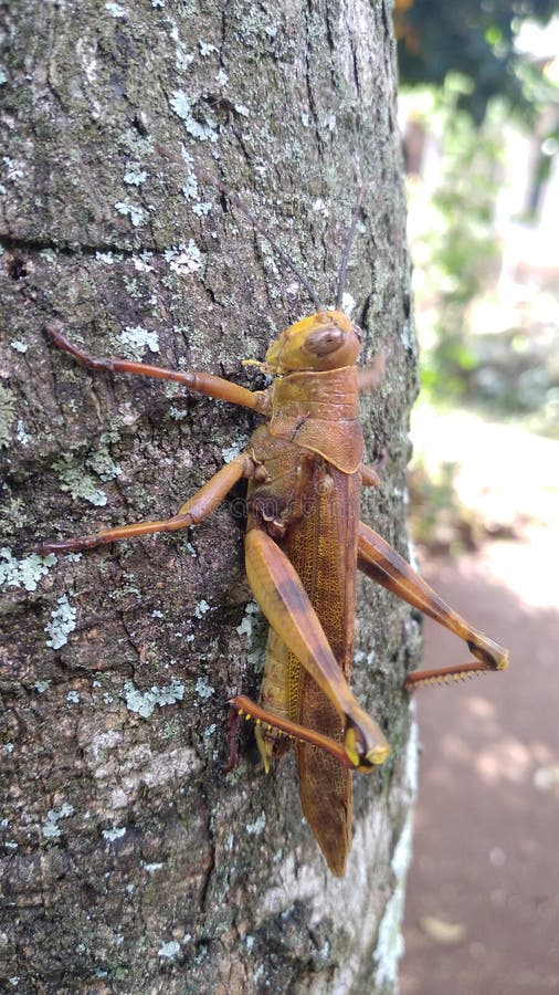 Wooden Grasshopper Perched on Tree in Plantation Stock Photo - Image of ...