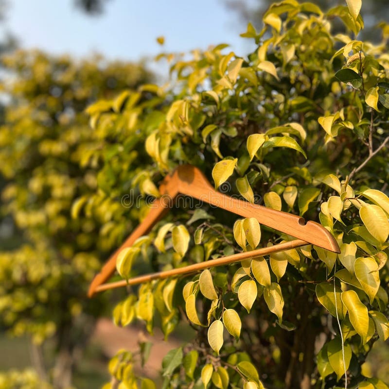 A Wooden Hanger Draped Over a Tree Limb. Stock Photo - Image of ...