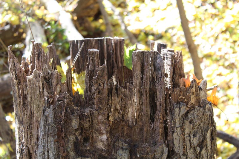 Wooden Haven stock photo. Image of dead, tree, haven - 132379620