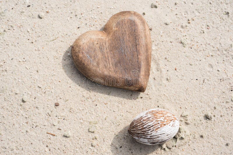 Beach nut stock image. Image of wild, summer, wilderness - 63285633