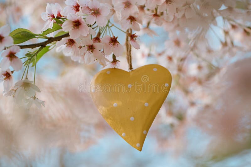 Wooden Heart in Spring with Blossom Stock Image - Image of wood, green ...