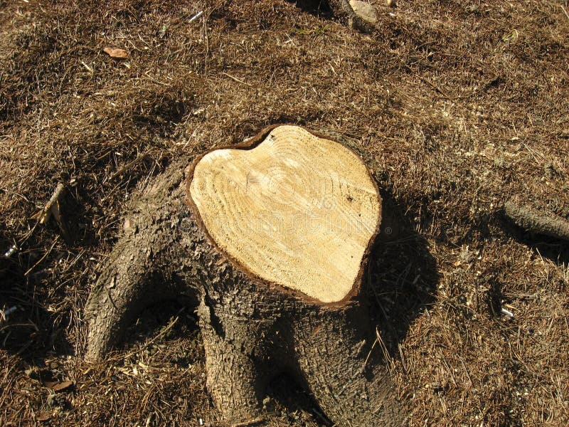 Wooden heart stock image. Image of heart, stub, brown - 37617917