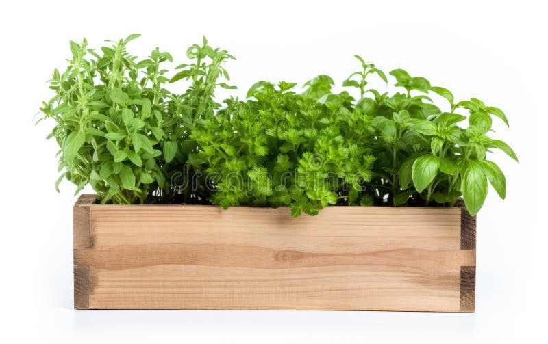Wooden Herb Planter Box on White Background Stock Illustration ...