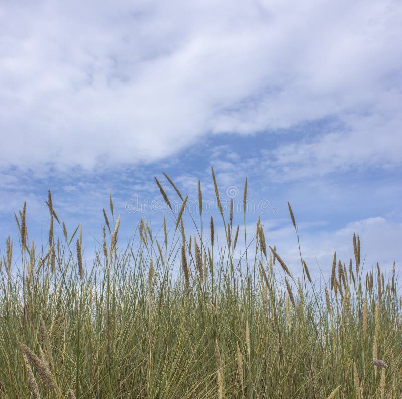 Hiking Trail at the Red Cliff on Sylt Stock Photo - Image of dunes ...