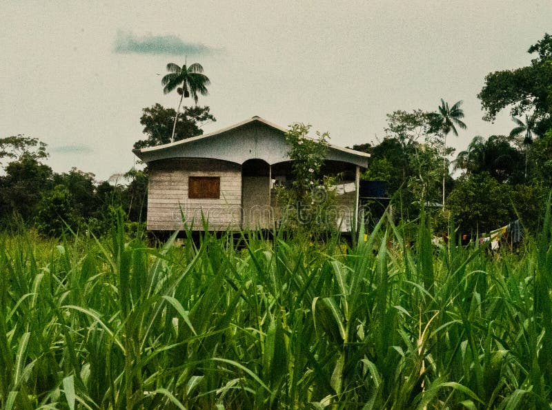 A wooden house the Amazon stock photo. Image of estate - 279059100