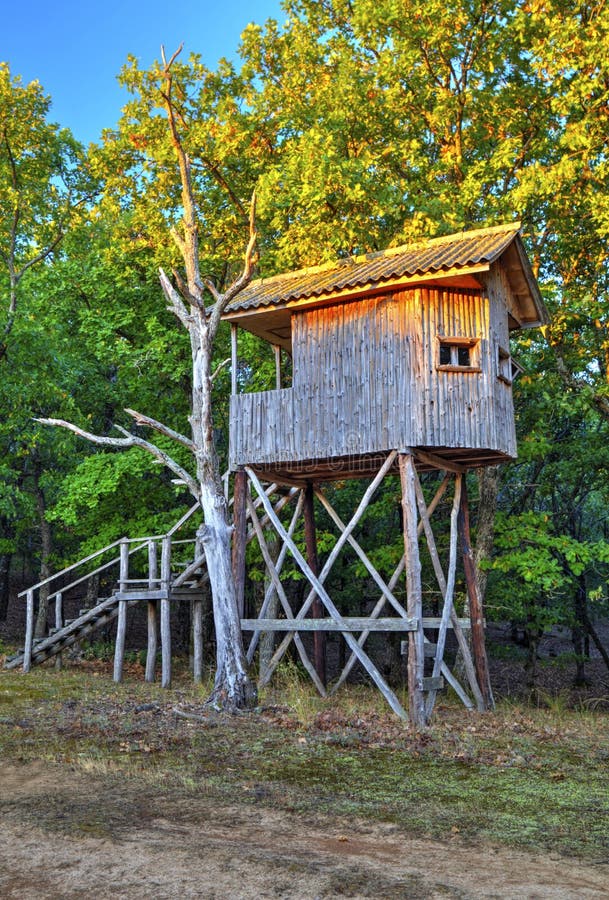 Wooden House in the Branches of the Tree Stock Photo - Image of ...