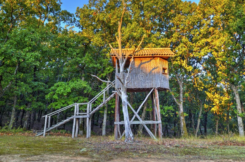 Wooden House in the Branches of the Tree Stock Photo - Image of ...