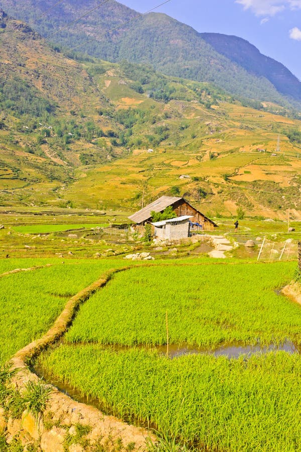 Wooden house in rice crops stock photo. Image of field - 25173182