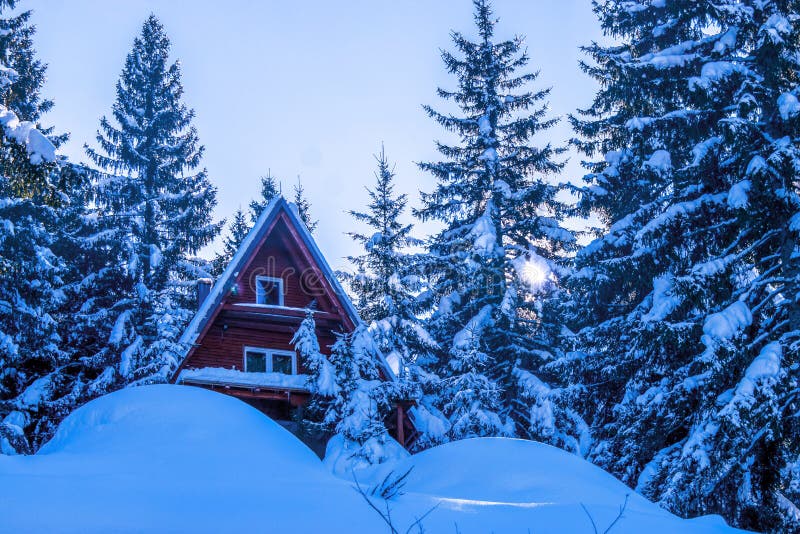 Wooden House Surrounded by Snow and Pine Trees in Winter Stock Photo ...