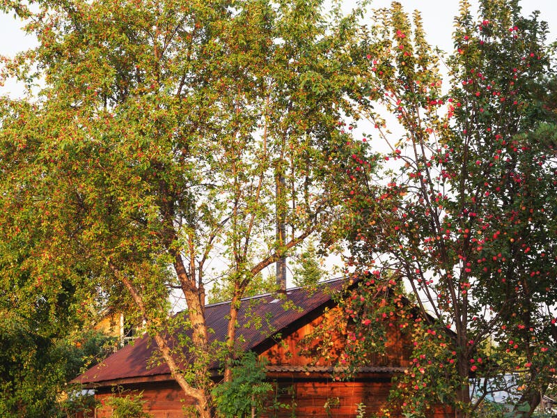 Wooden House among the Trees at Sunset. Countryside Stock Photo - Image ...