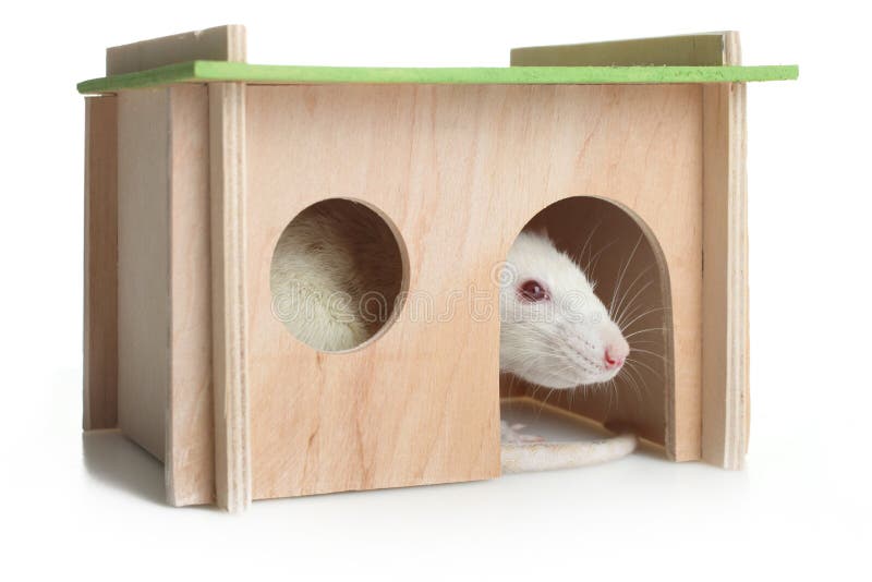 Wooden house for rat stock image. Image of wool, decorative - 100703459