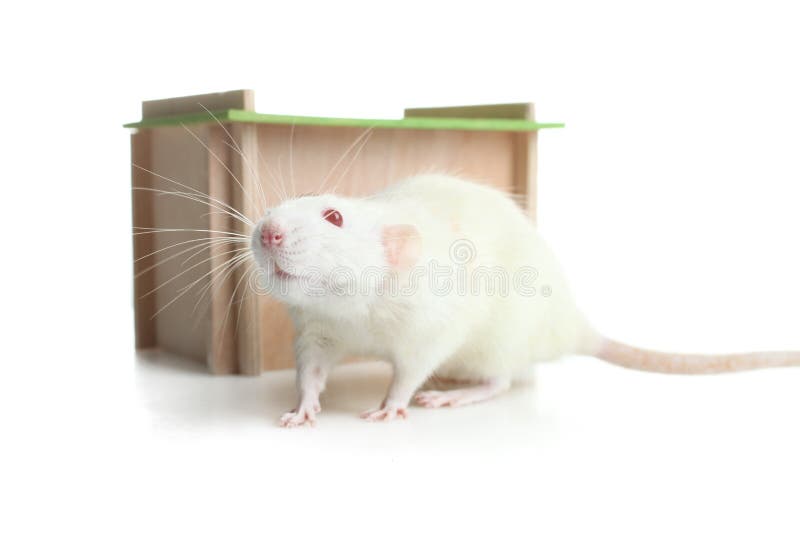 Wooden house for rat stock photo. Image of domestic - 100703782