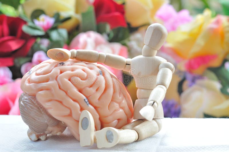 Wooden Human Model and Brain of Human Model Stock Photo - Image of ...