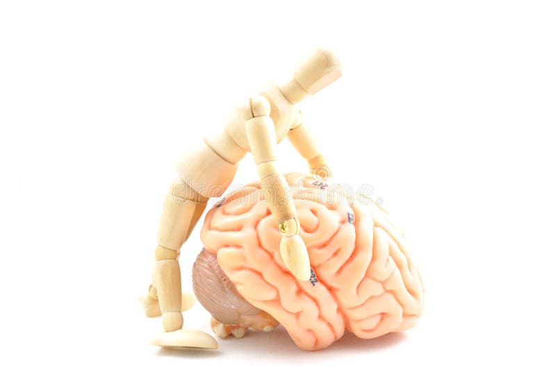Wooden Human Model and Brain of Human Model Stock Photo - Image of ...